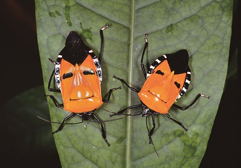 The planet of the insects • INSP News Service