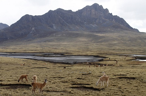 Sowing water by restoring ancient ditches in the Peruvian Highlands ...
