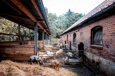 The organic revolution in Germany’s meat industry • INSP News Service