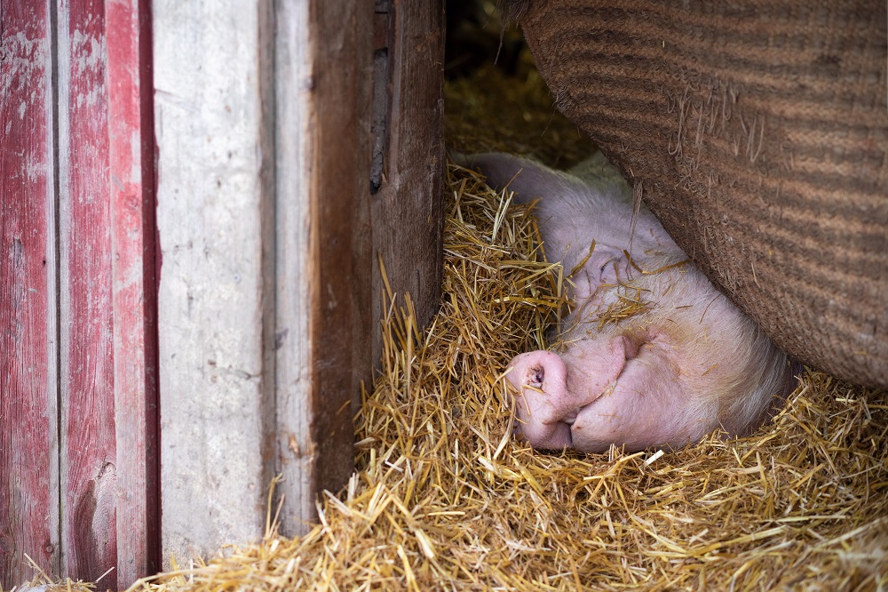 “We are all animals”: The fight to recognise animal rights • INSP News ...