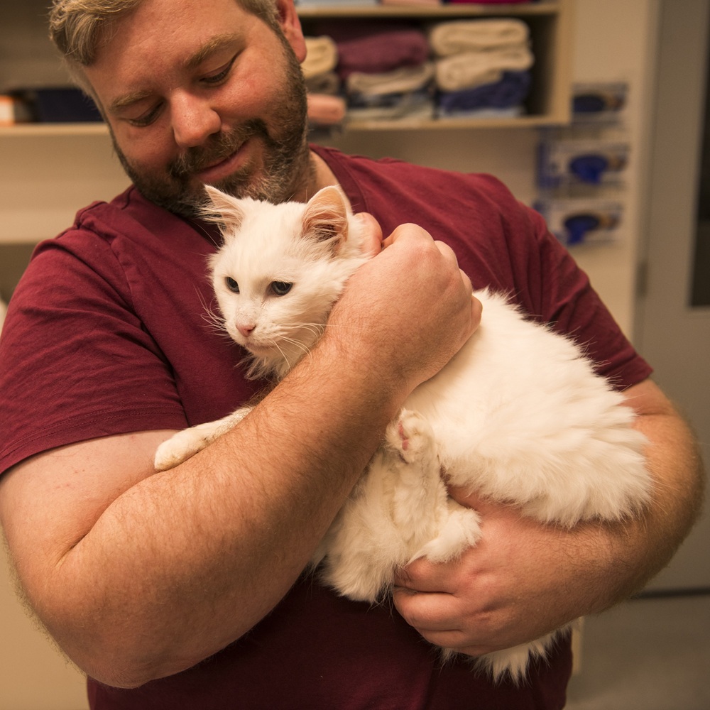 Blood, vet and cheers: inside Australia’s pet blood banks • INSP News ...